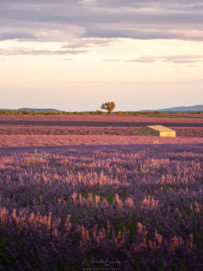 How and when to see the lavender fields of Valensole in Provence, France